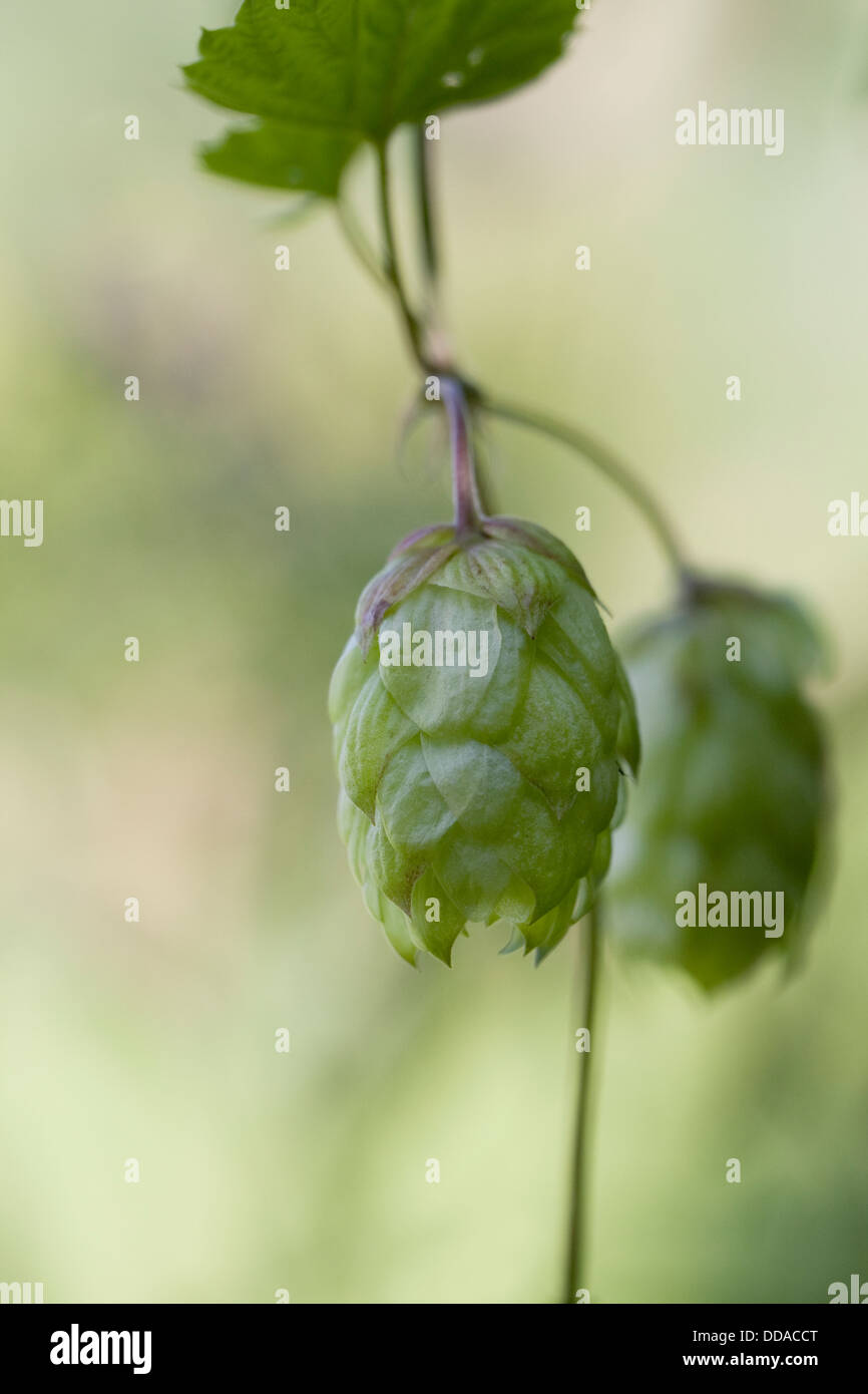 Female hop flowers humulus lupulus hi-res stock photography and images ...