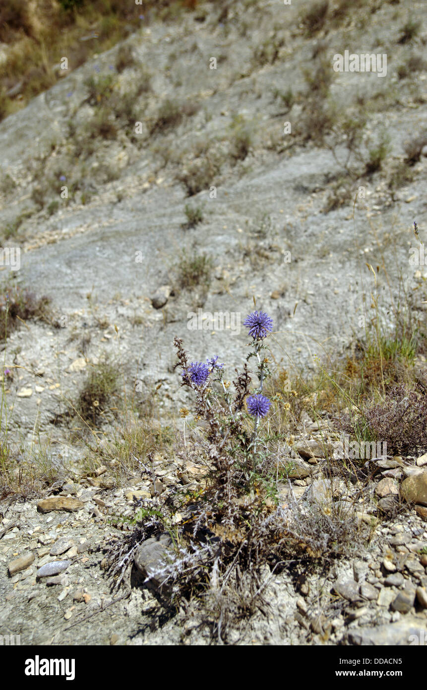 Desert thistle hi-res stock photography and images - Alamy