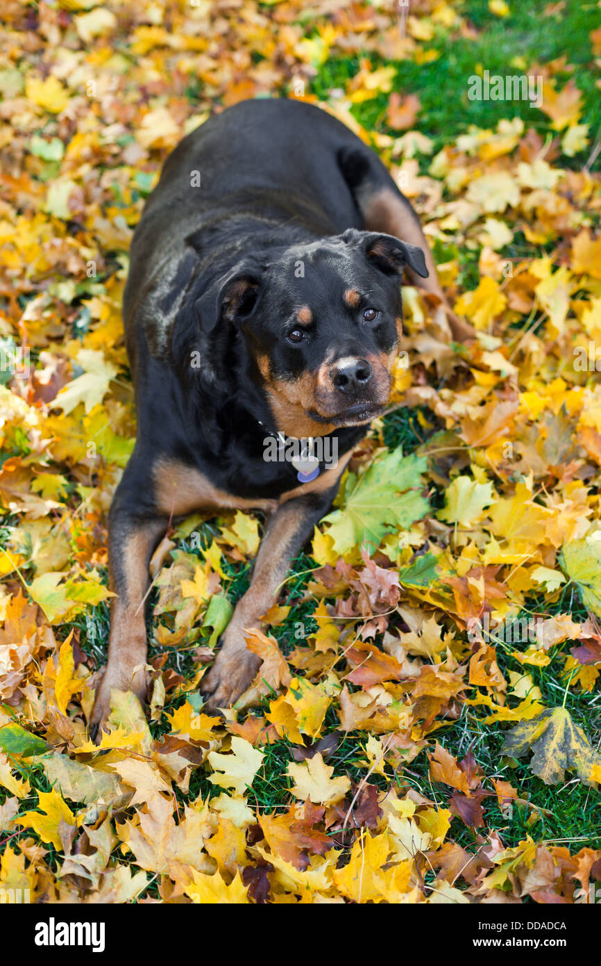 purebred female Rottweiler laying on golden autumn leaves Stock Photo ...
