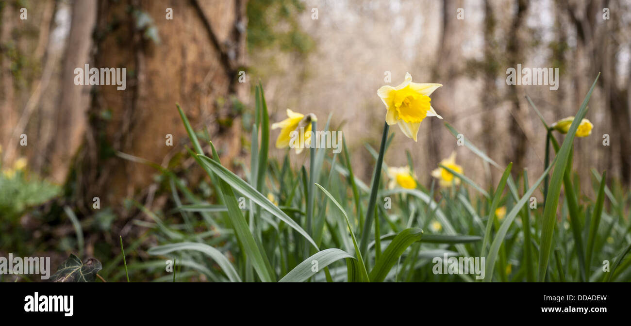 Low level view of daffodils in English woodland Stock Photo - Alamy