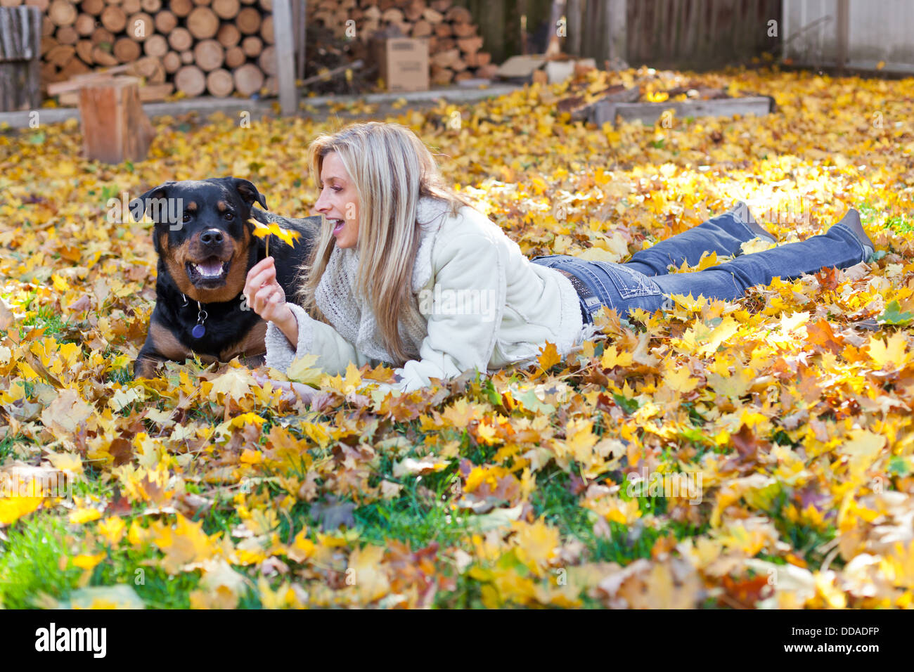 woman and her dog outdoors laying on golden autumn leaves Stock Photo ...