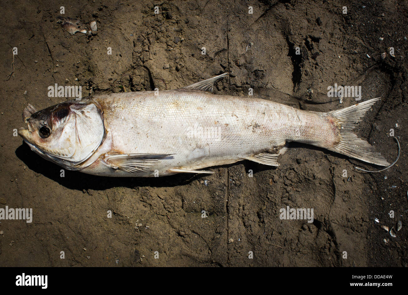 Dry naturally dead fish on dirty beach Stock Photo - Alamy