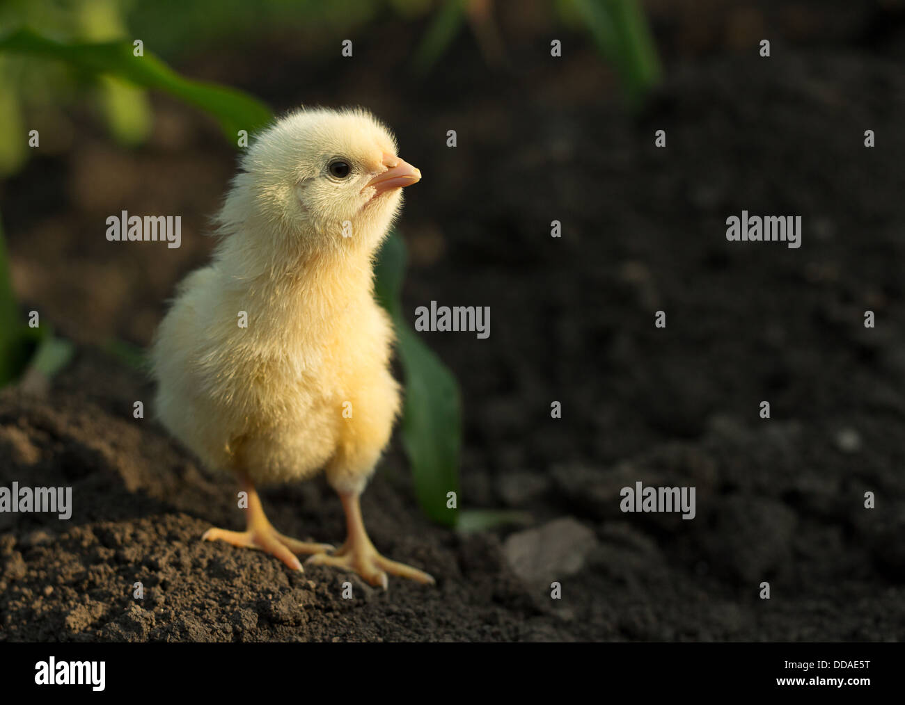 Concentrated little yellow chicken looking seriously Stock Photo - Alamy