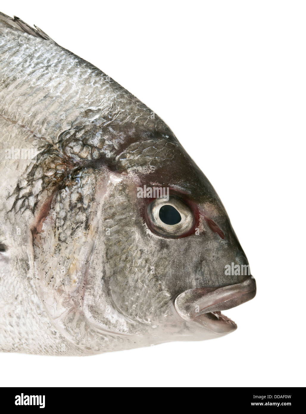 fish Dorado, closeup Stock Photo - Alamy