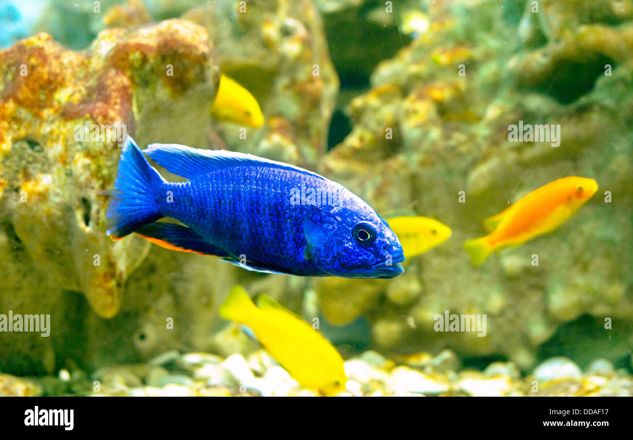 fishes in coral reef Stock Photo - Alamy