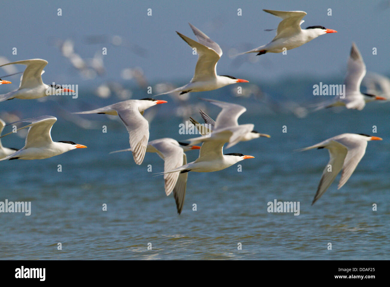 Royal Tern - nesting season-South Carolina Stock Photo - Alamy
