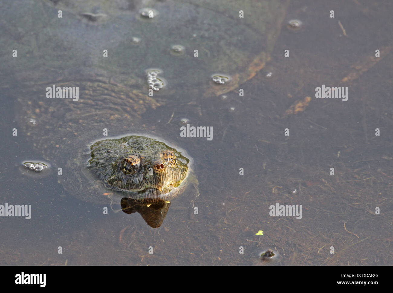 Snapping turtle nose hi-res stock photography and images - Alamy