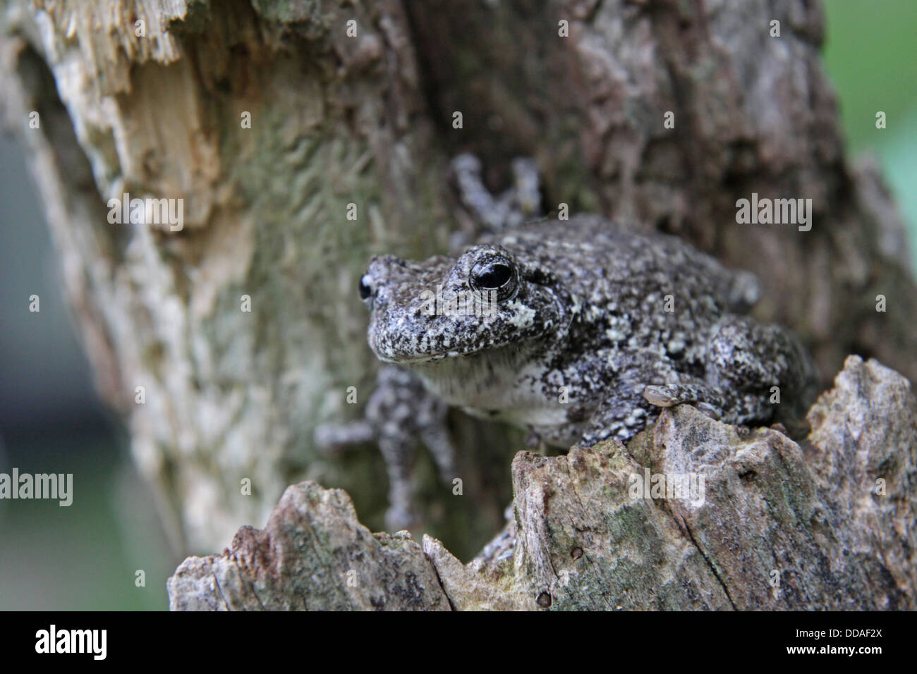 Tree Frog Stare Stock Photo - Alamy