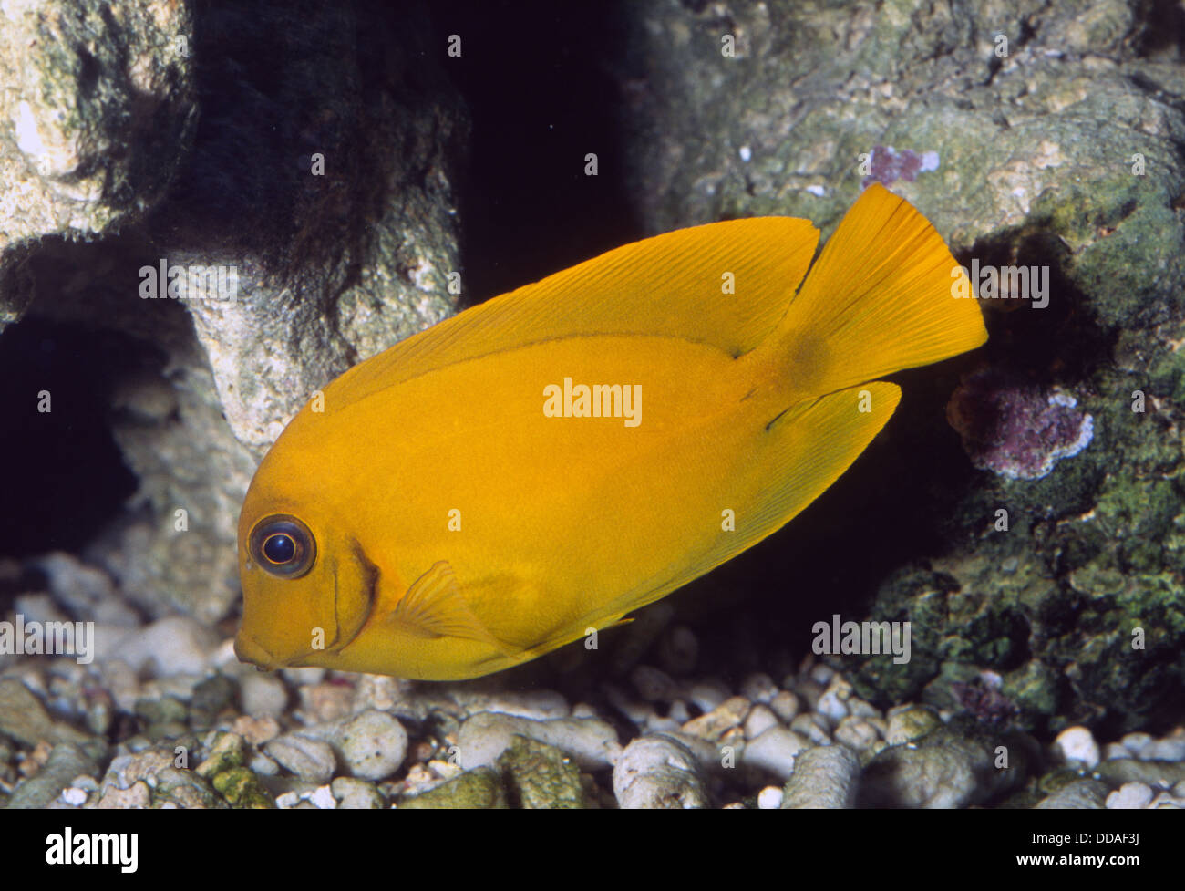Mimic lemon peel tang hi-res stock photography and images - Alamy