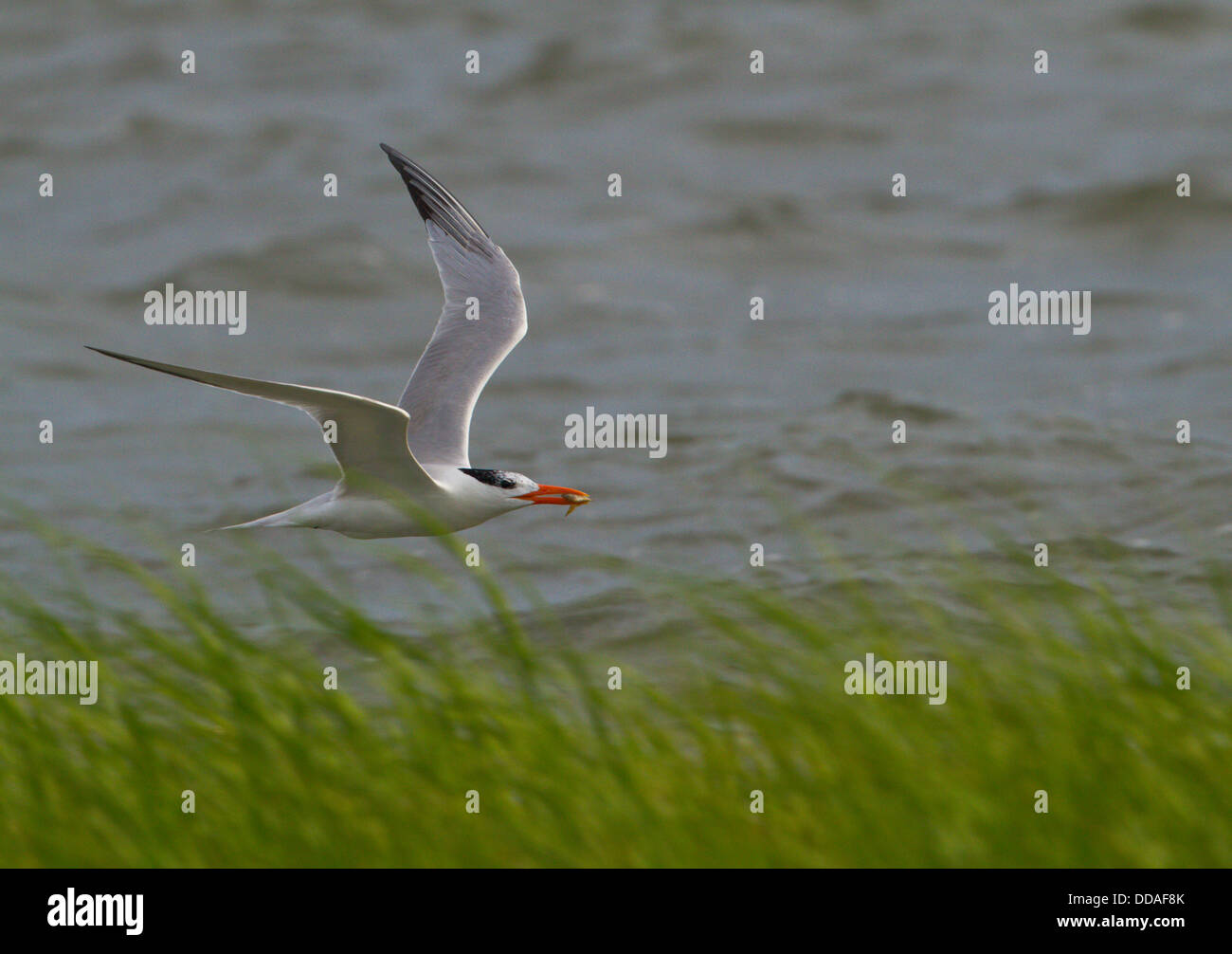 Royal Tern in flight Stock Photo - Alamy