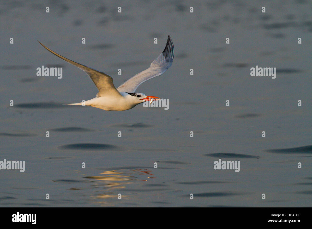 Royal Tern in flight Stock Photo - Alamy