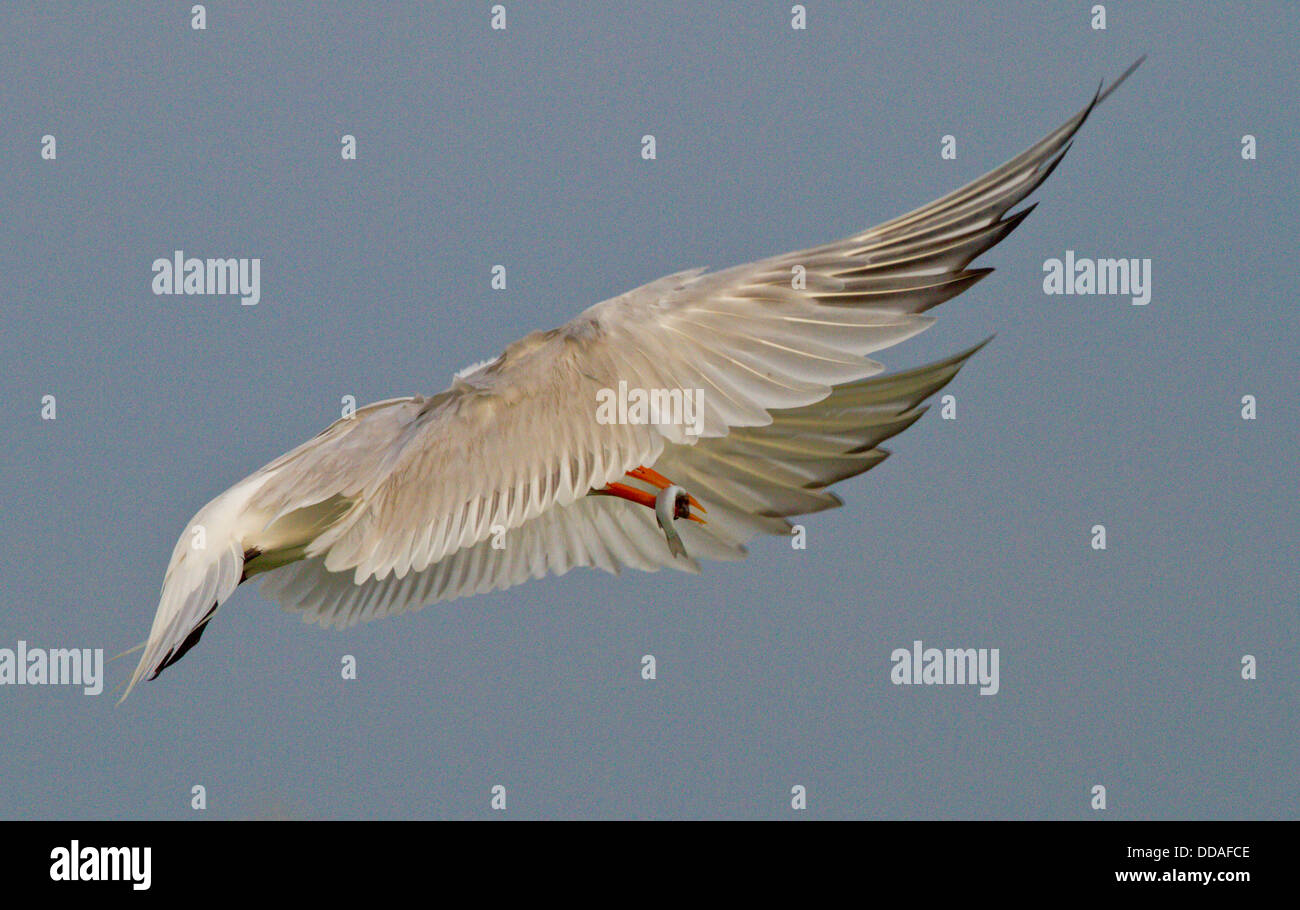 Royal Tern in flight Stock Photo - Alamy