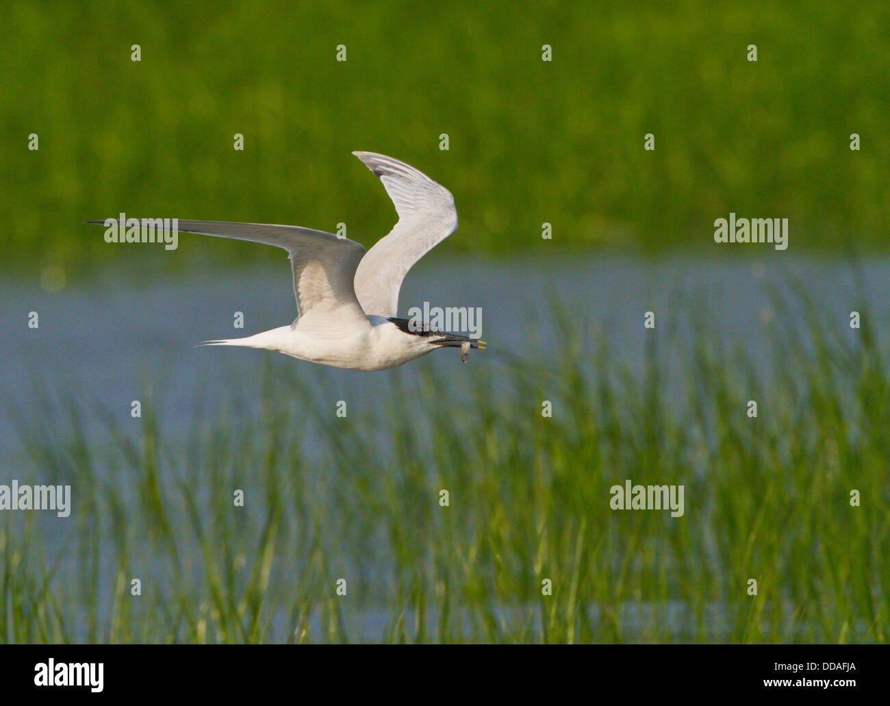 sandwich tern in flight Stock Photo - Alamy