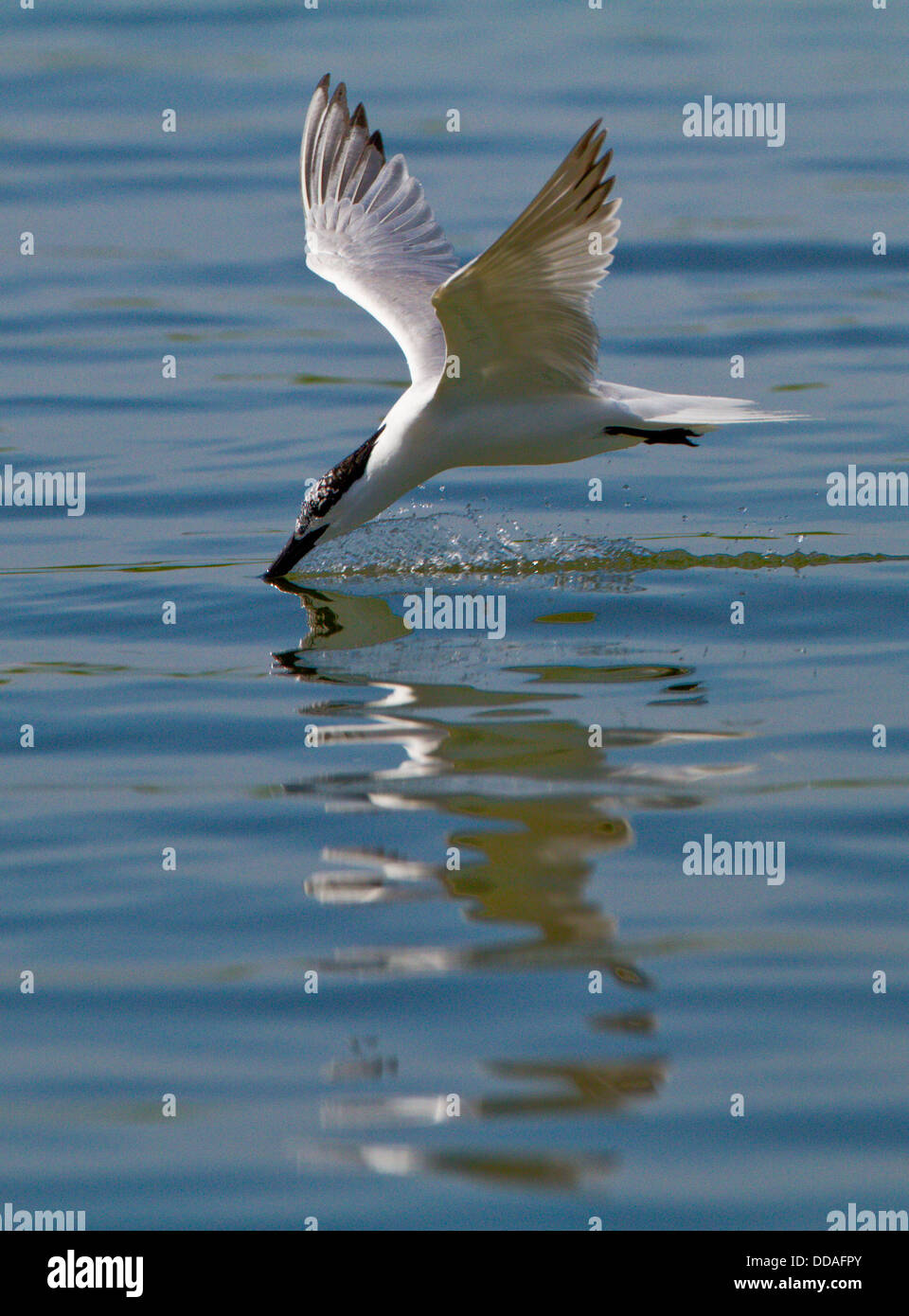 sandwich tern in flight Stock Photo - Alamy
