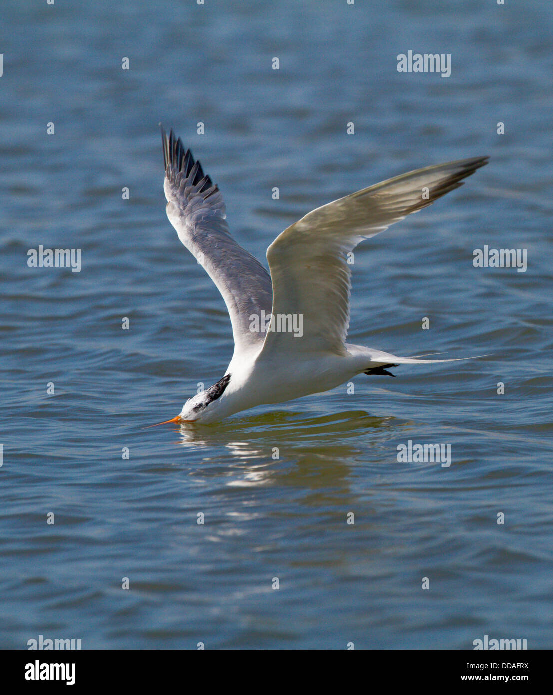 Royal Tern in flight Stock Photo - Alamy