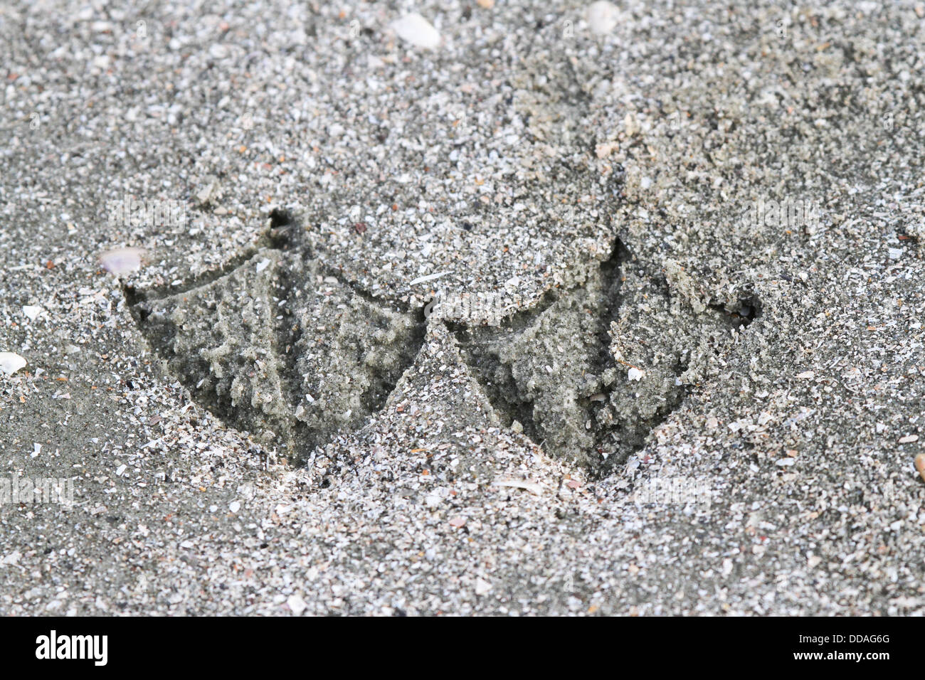 Brown Pelican track, South Carolina Stock Photo - Alamy