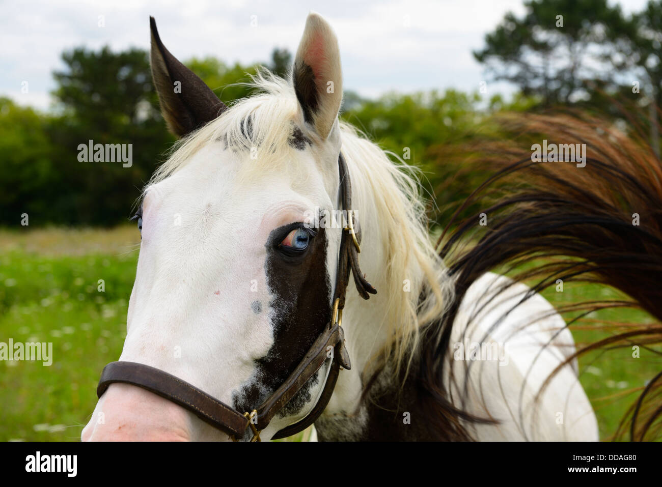 An alarmed Paint Horse mare watching the rear end of another horse ...