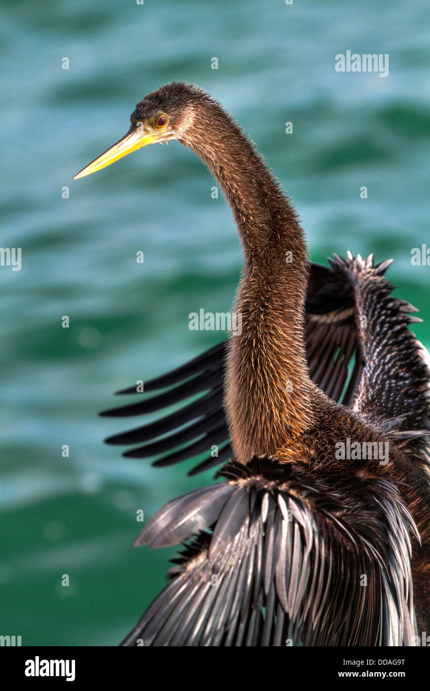 Snake bird drying wings hi-res stock photography and images - Alamy