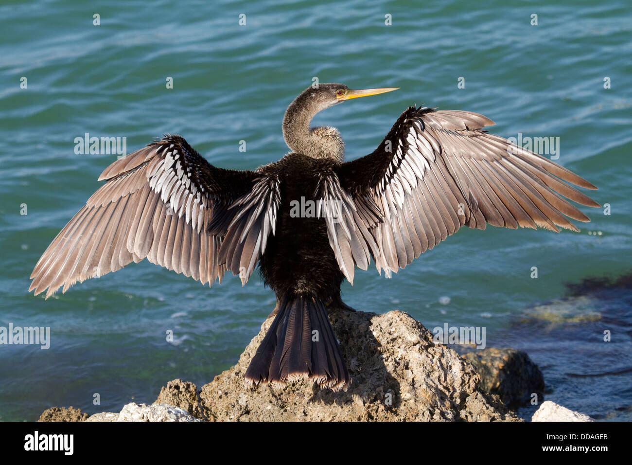 Anhinga drying wings Stock Photo - Alamy