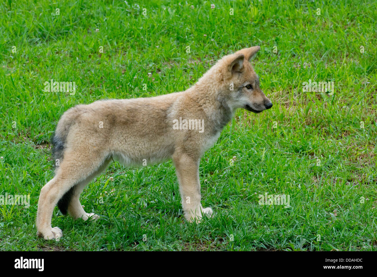Gray wolf cub hi-res stock photography and images - Alamy