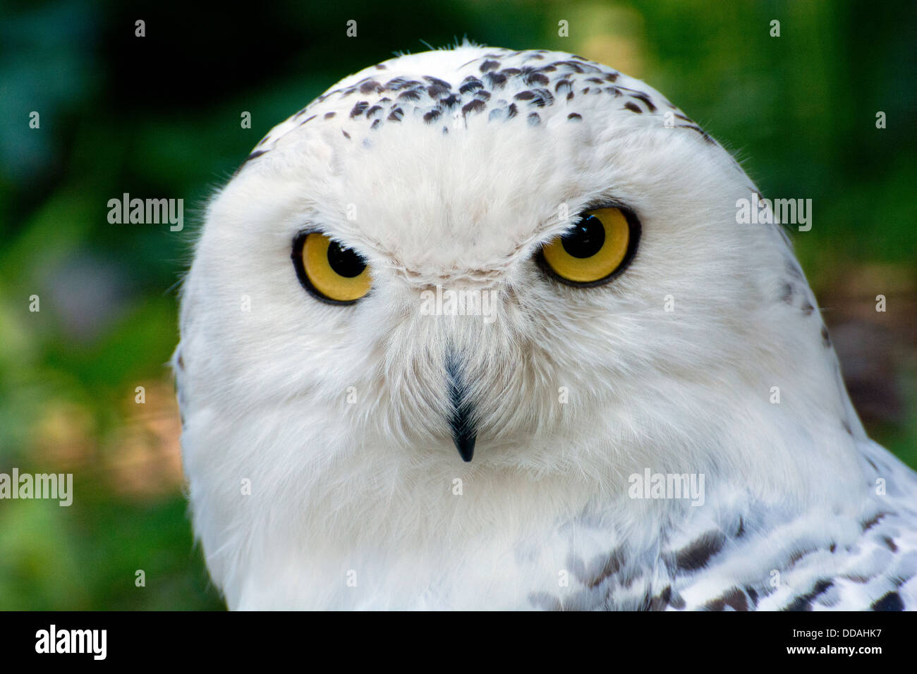 Oopik hi-res stock photography and images - Alamy