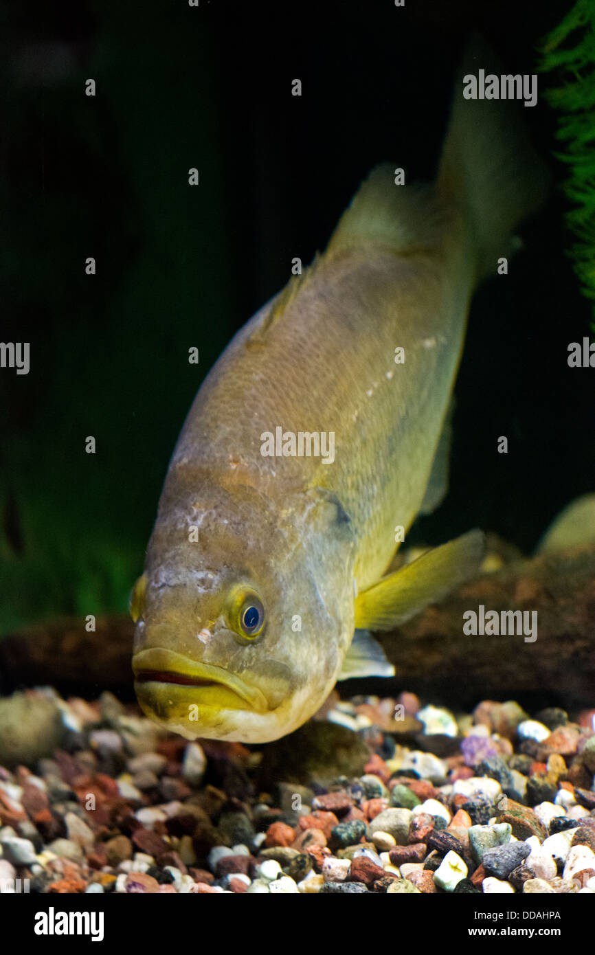A Yellow Walleye Stock Photo - Alamy