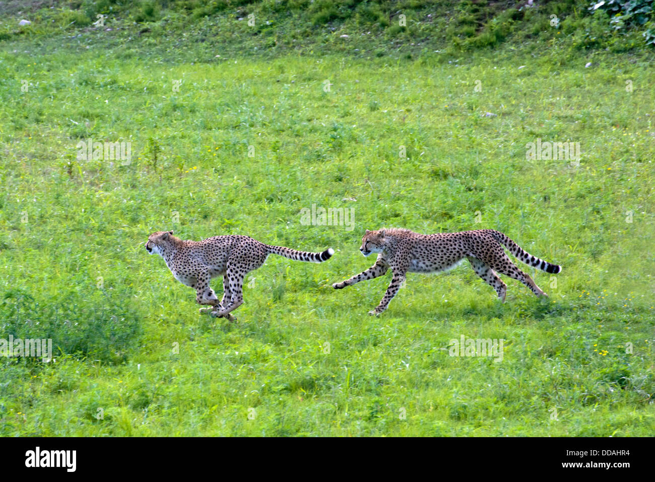 Two running Cheetahs Stock Photo - Alamy