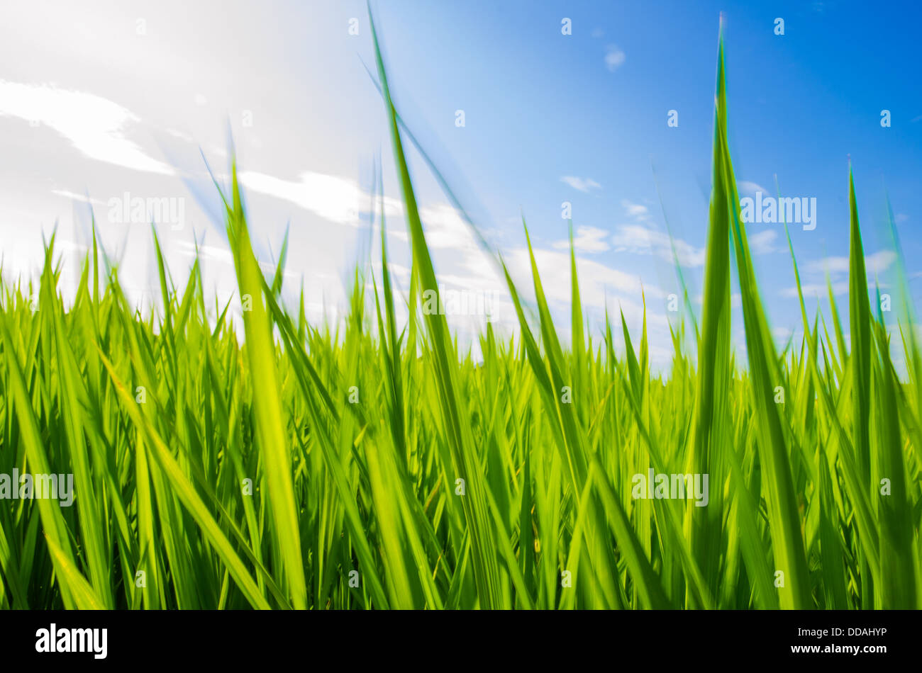 The green mood Stock Photo - Alamy