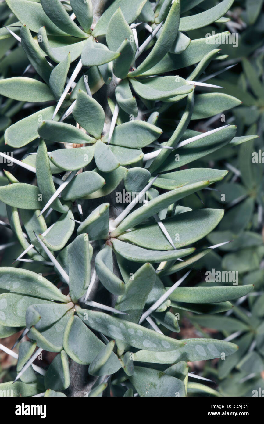 Close-up of the Madagascan native Octopus Tree Cactus Didierea trollii ...