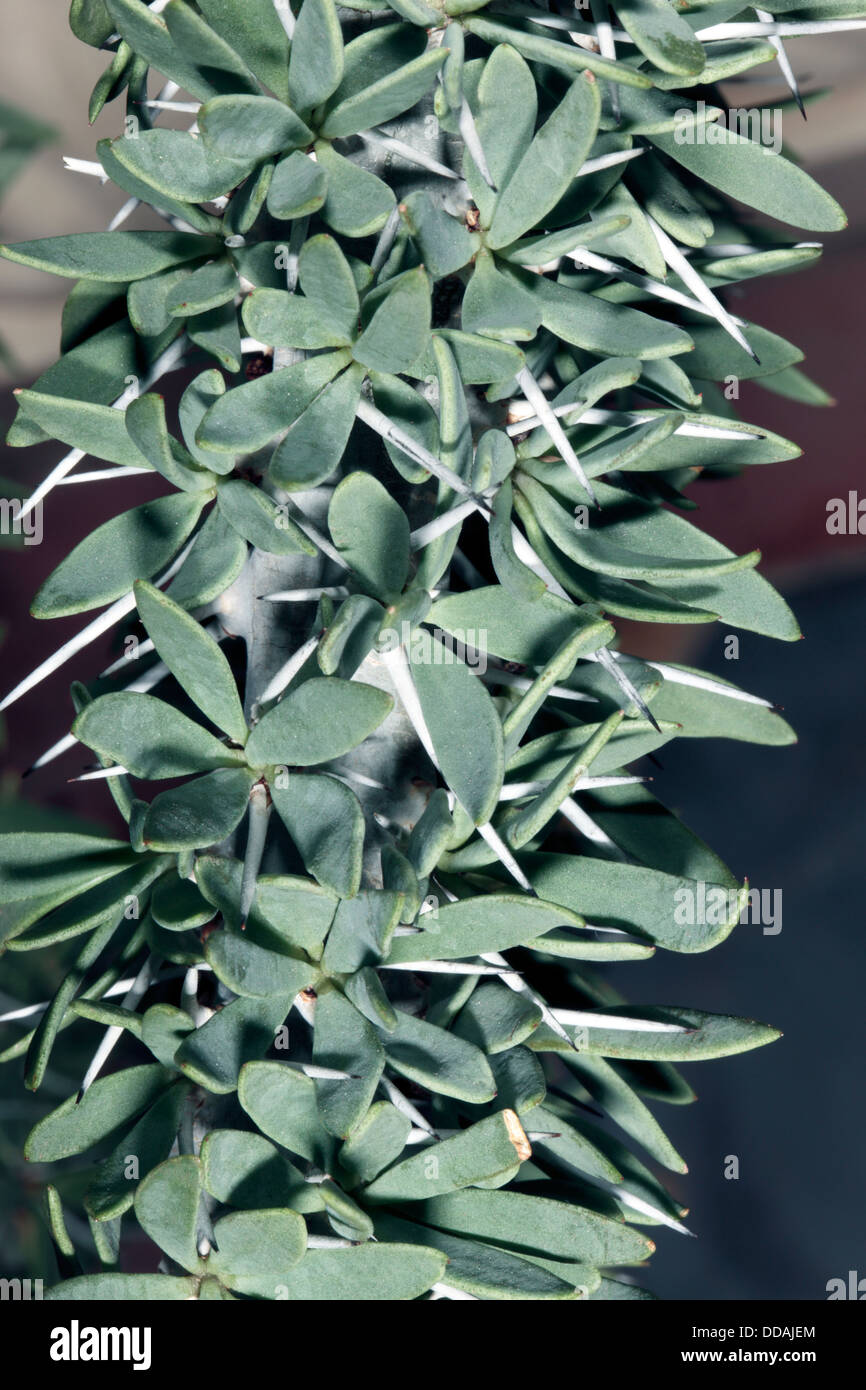 Close-up of the Madagascan native Octopus Tree Cactus Didierea trollii ...