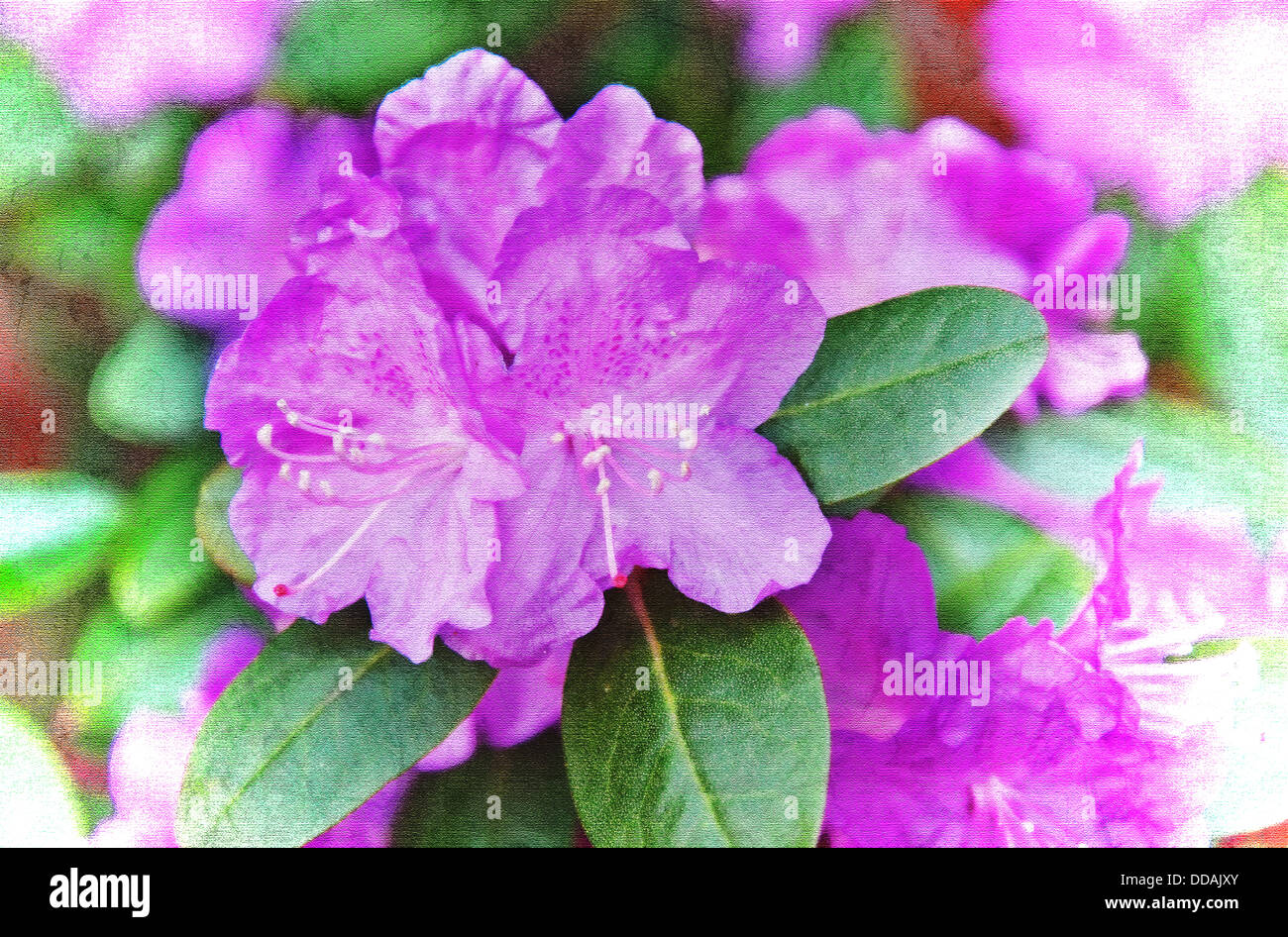 This is a purple azalea flower closeup in digital art for a more ...