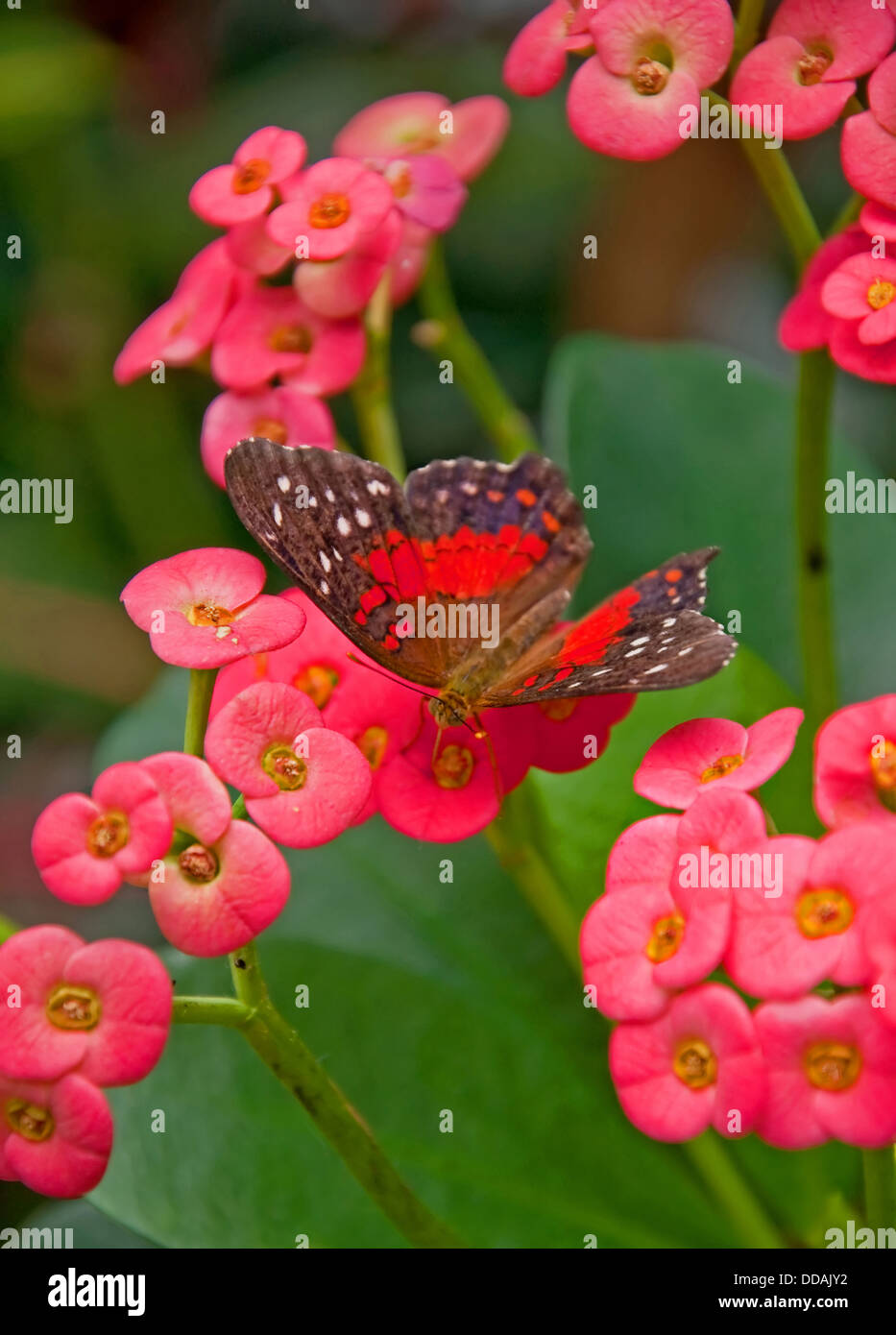 This is a scarlet swallowtail butterfly, (papilio rumanzovia) on some ...