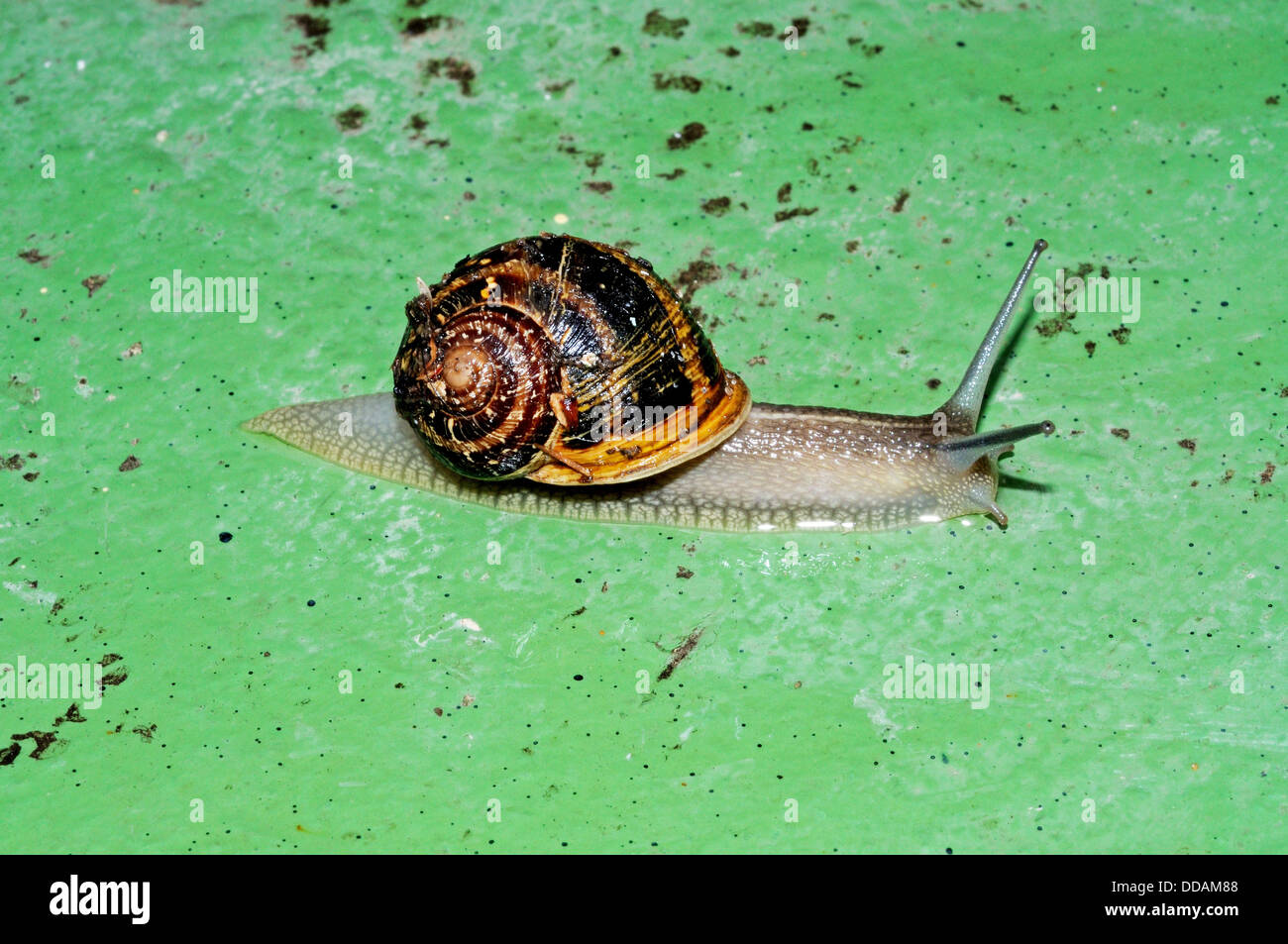 Pulmonate land snails hi-res stock photography and images - Alamy