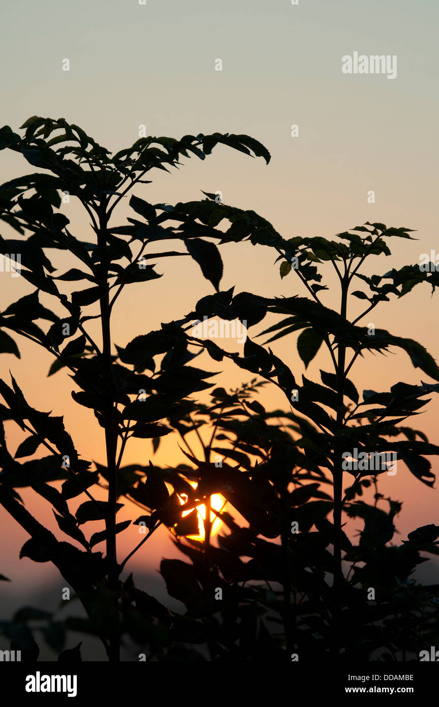Young ash tree fraxinus excelsior hi-res stock photography and images ...