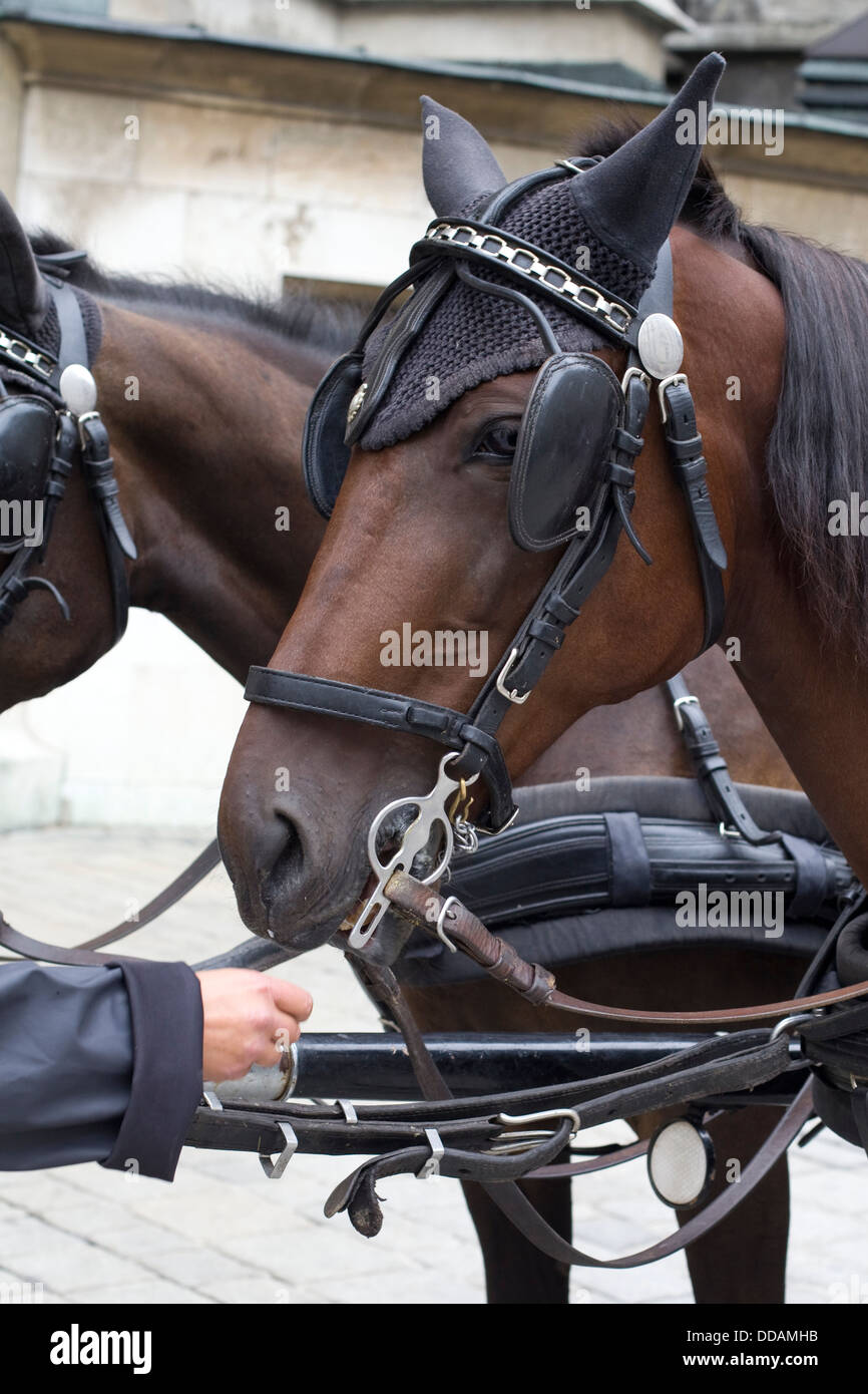 Traditional fiaker rides hi-res stock photography and images - Alamy