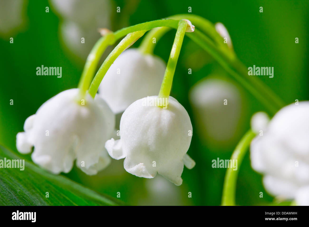 Wild flowers bou hi-res stock photography and images - Alamy