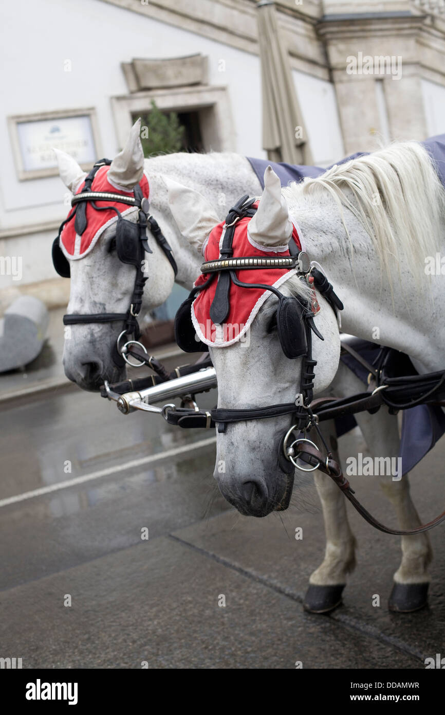 horse drawn carriage traditional fiaker Rides in Vienna Austria Stock ...
