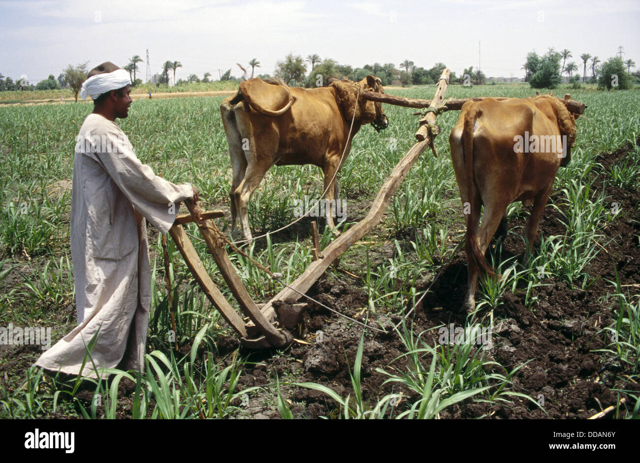 Daily Crop Egypt High Resolution Stock Photography and Images - Alamy
