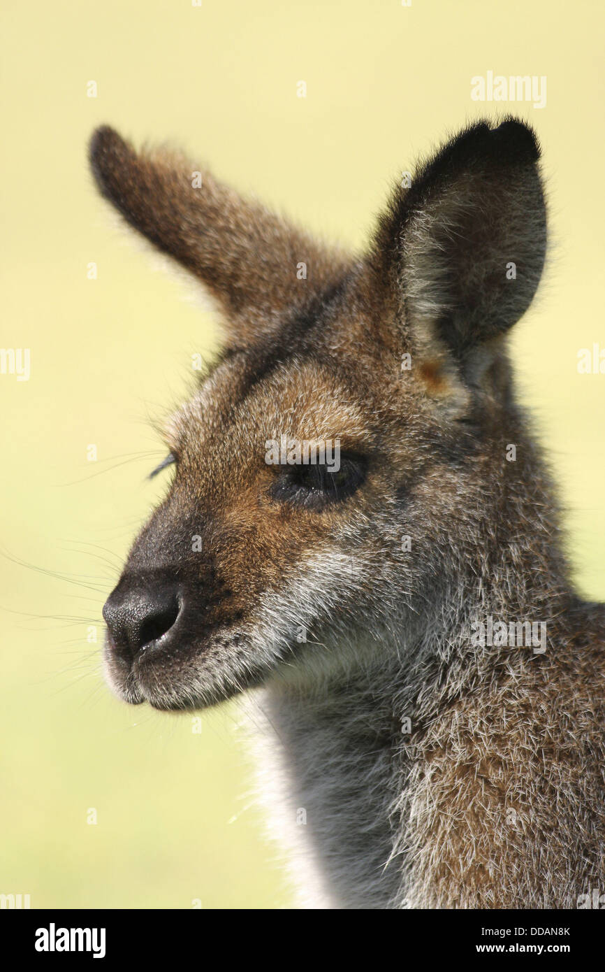 Wallaby kid hi-res stock photography and images - Alamy