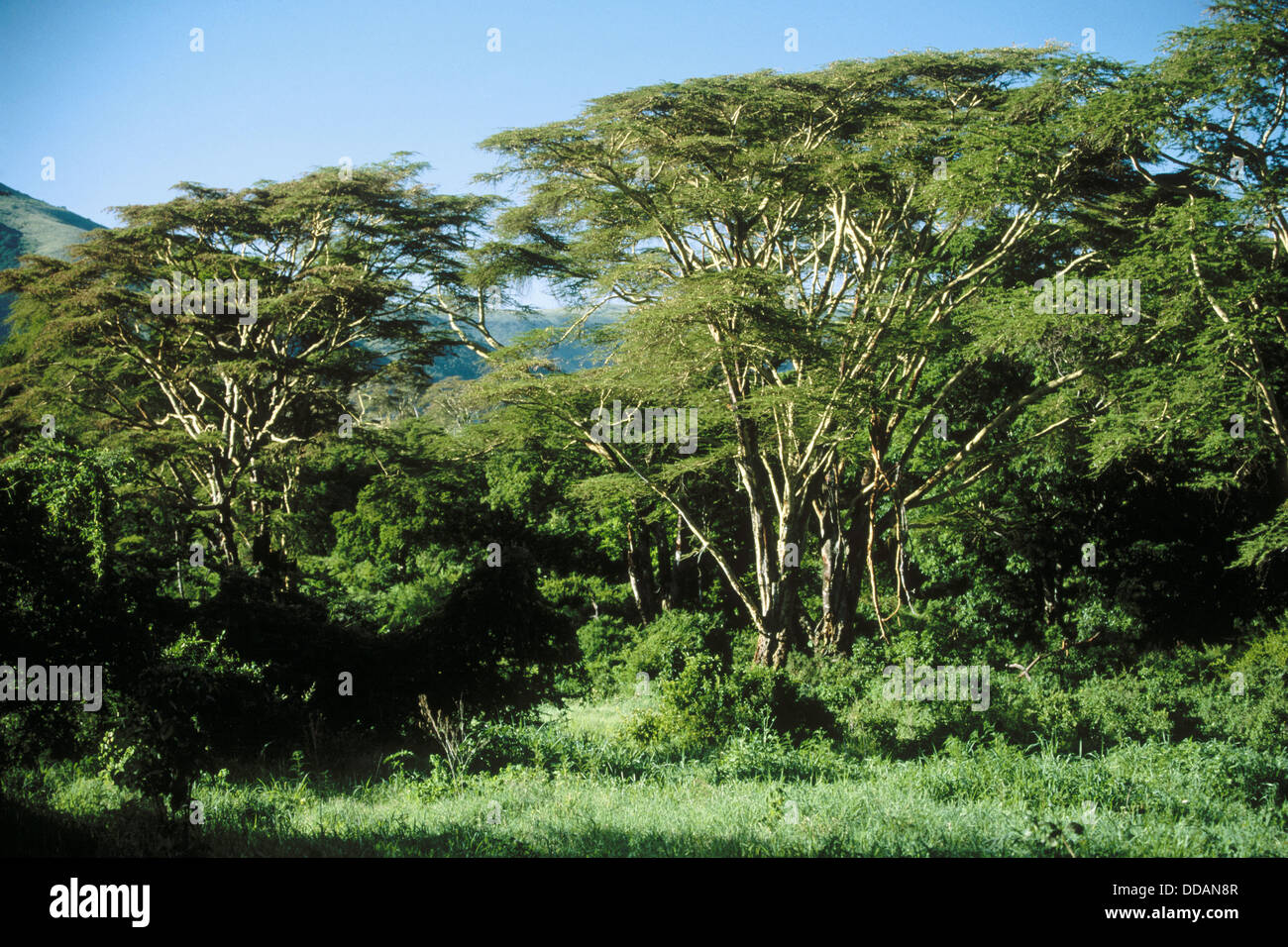 Yellow fever tree acacia xanthophloea hi-res stock photography and ...