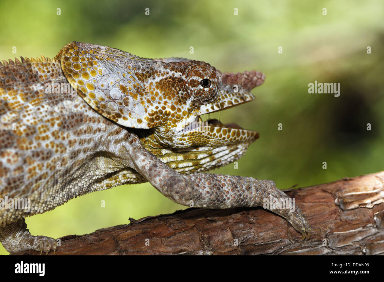Short-horned or Elephant-eared chameleon (Calumma brevicorne), male ...