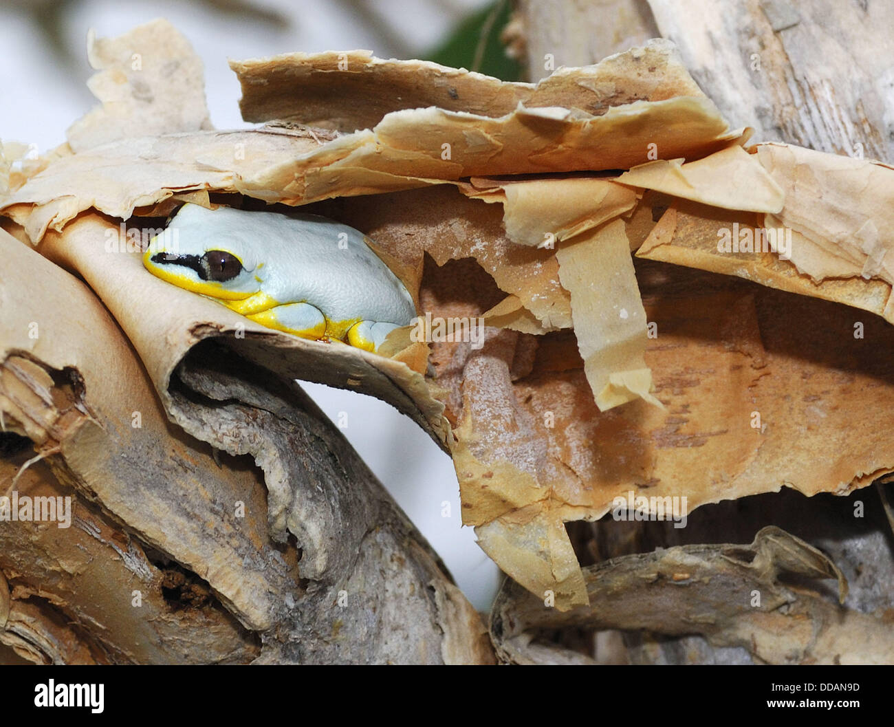 Frog back hi-res stock photography and images - Alamy