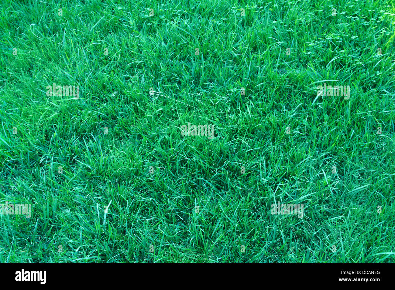 Natural short grass background Stock Photo - Alamy