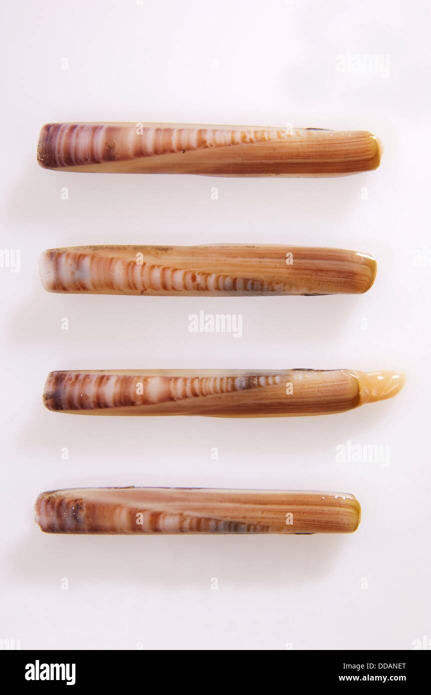 Shell fish farming hi-res stock photography and images - Alamy