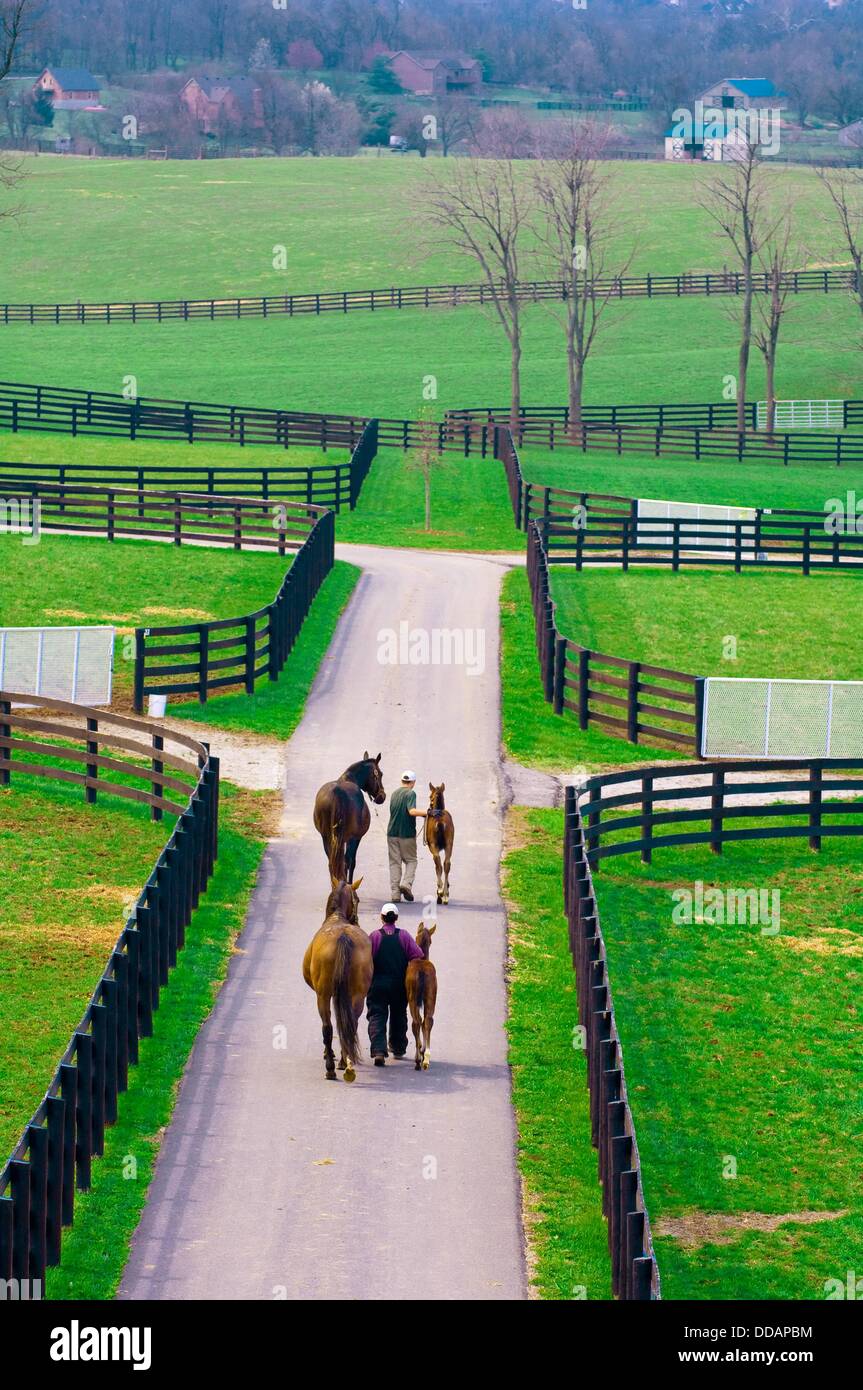 Winstar Farm Thoroughbred Horse Farm High Resolution Stock Photography and Images - Alamy