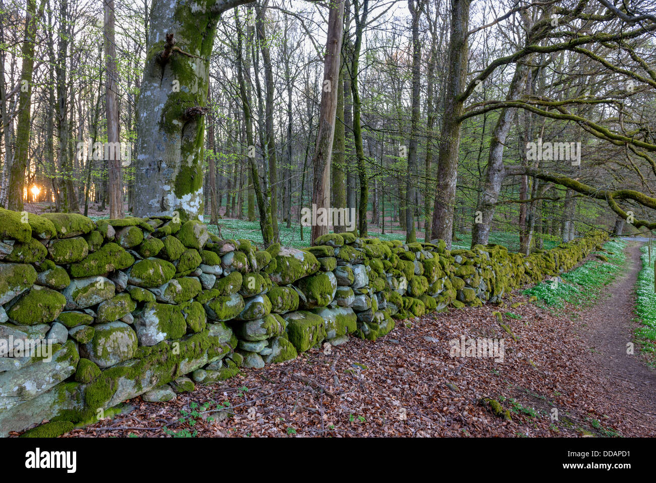 Dry stone wall, Rådasjöns Naturreservat, Mölnlycke, Sweden Stock Photo ...