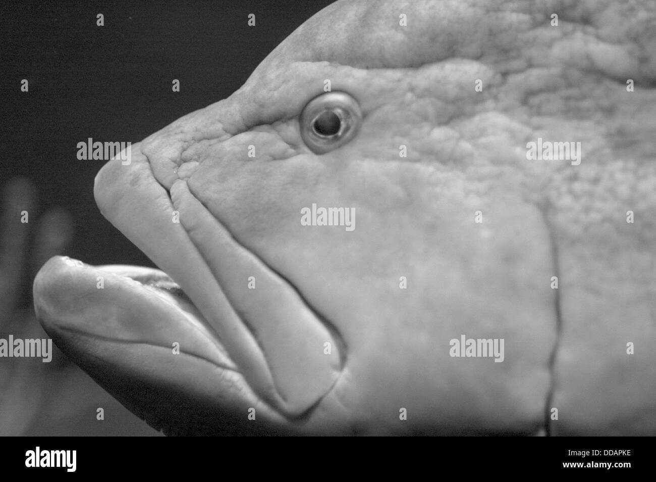 Mero Fish High Resolution Stock Photography and Images - Alamy