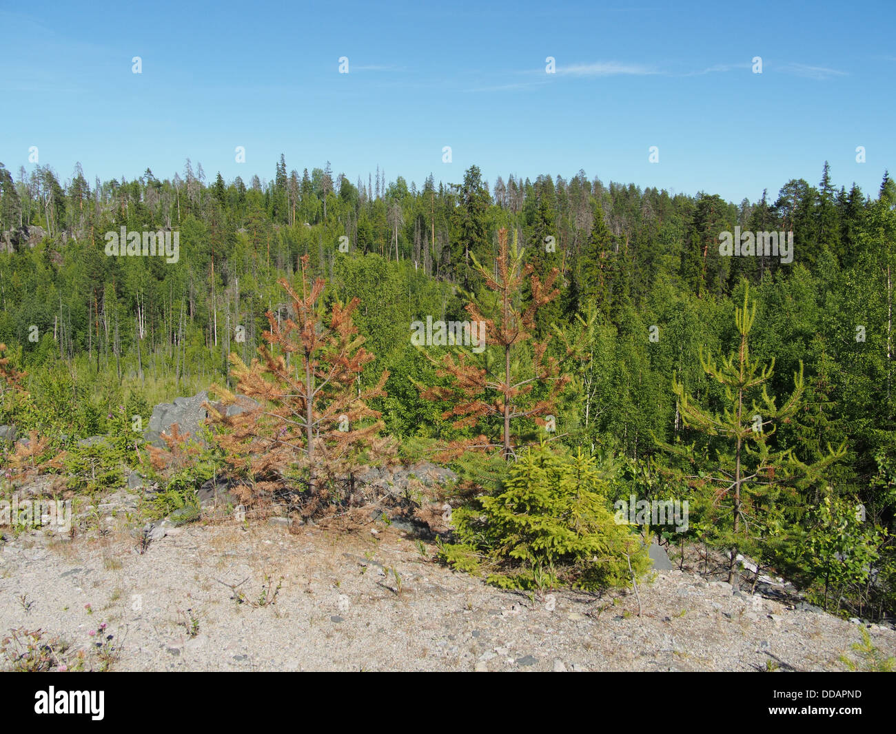 forest in summer Stock Photo - Alamy