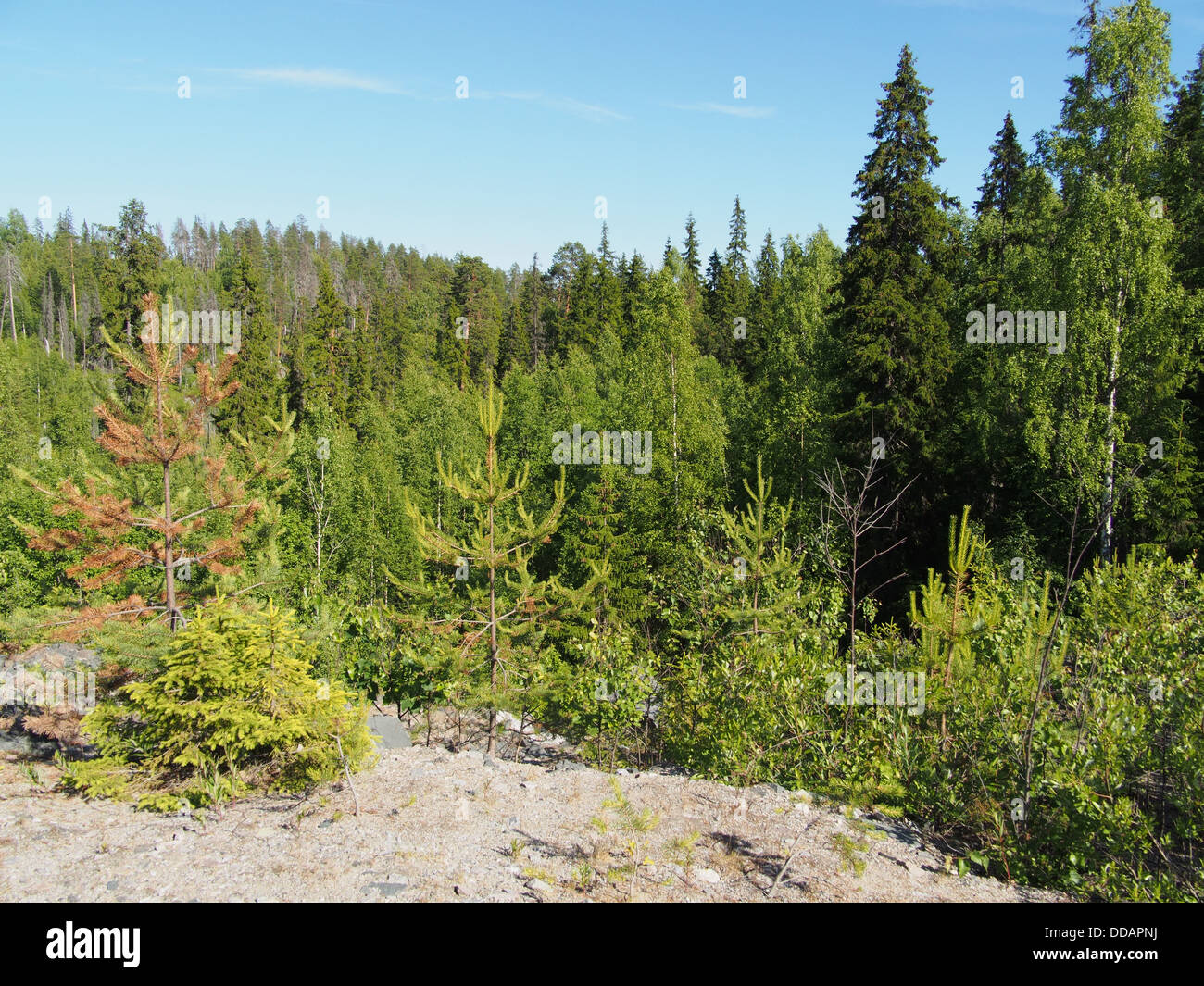 forest in summer Stock Photo - Alamy