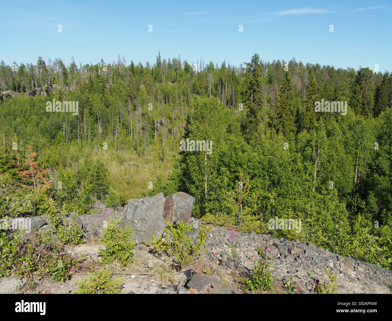 forest in summer Stock Photo - Alamy